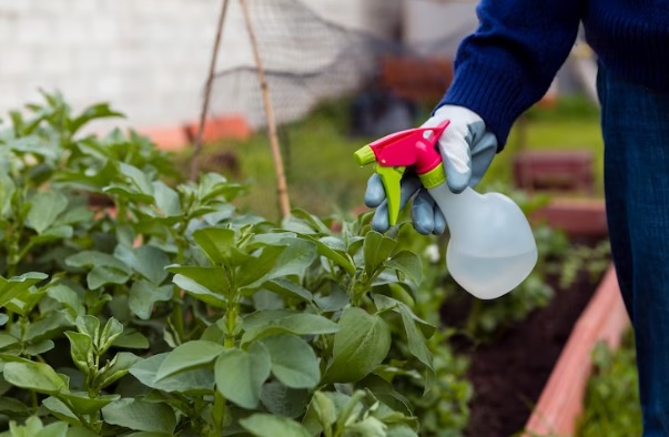 Benefits of seaweed in organic agriculture for crop yield
