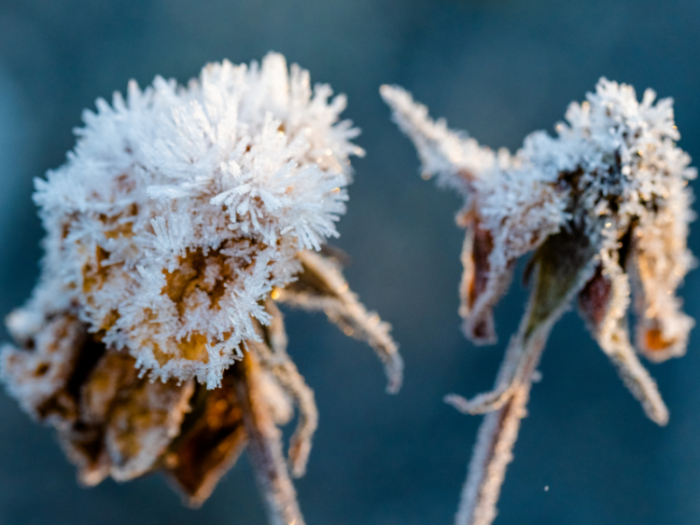 Climate Change and Agriculture: How the Cold Affects Crops and How to ...