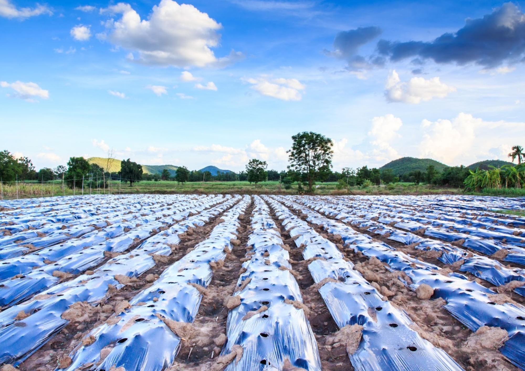 Mulching in Agriculture: Benefits, Types, and When to Use It