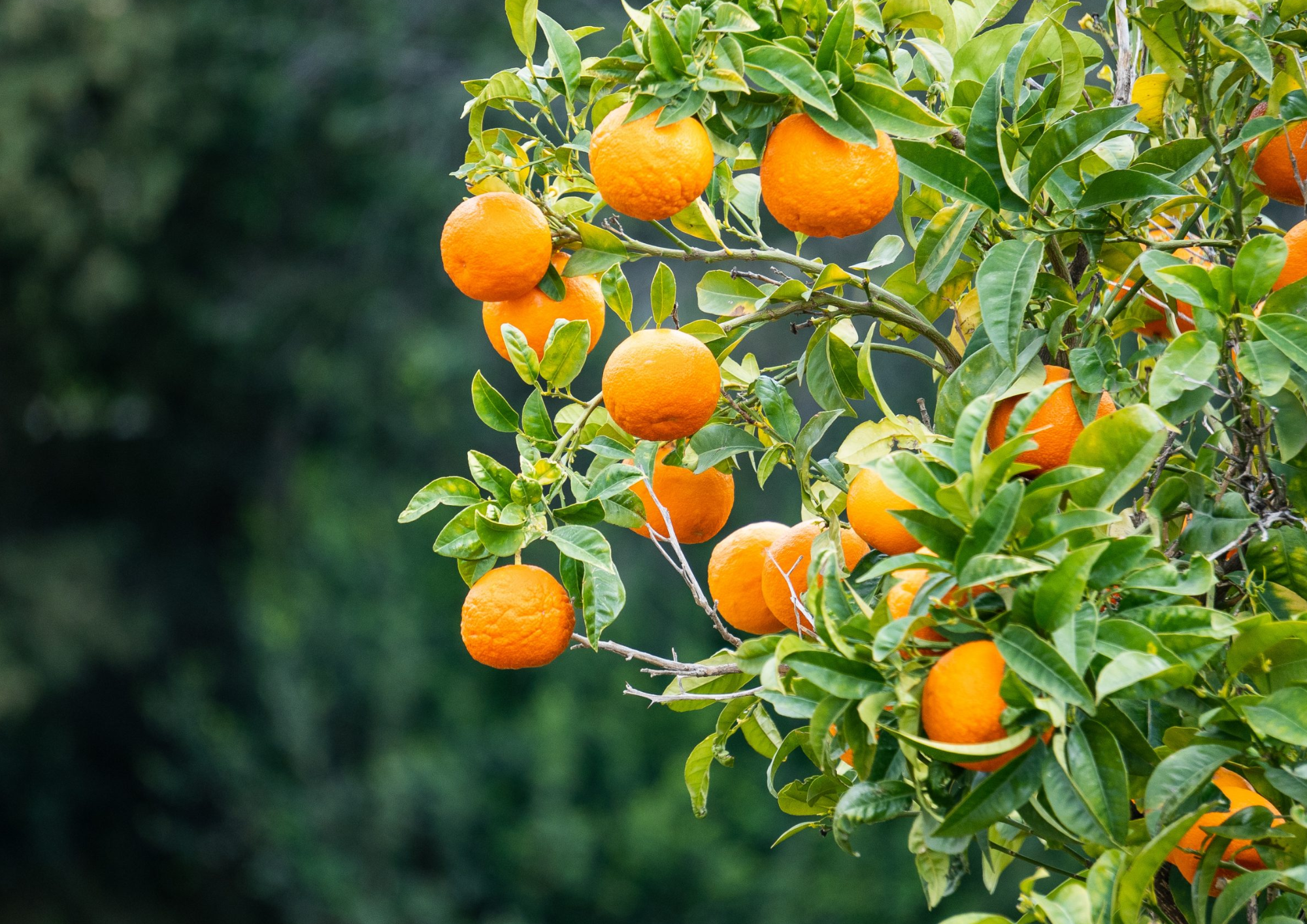Citrus Crops and the Use of Organic Biostimulants