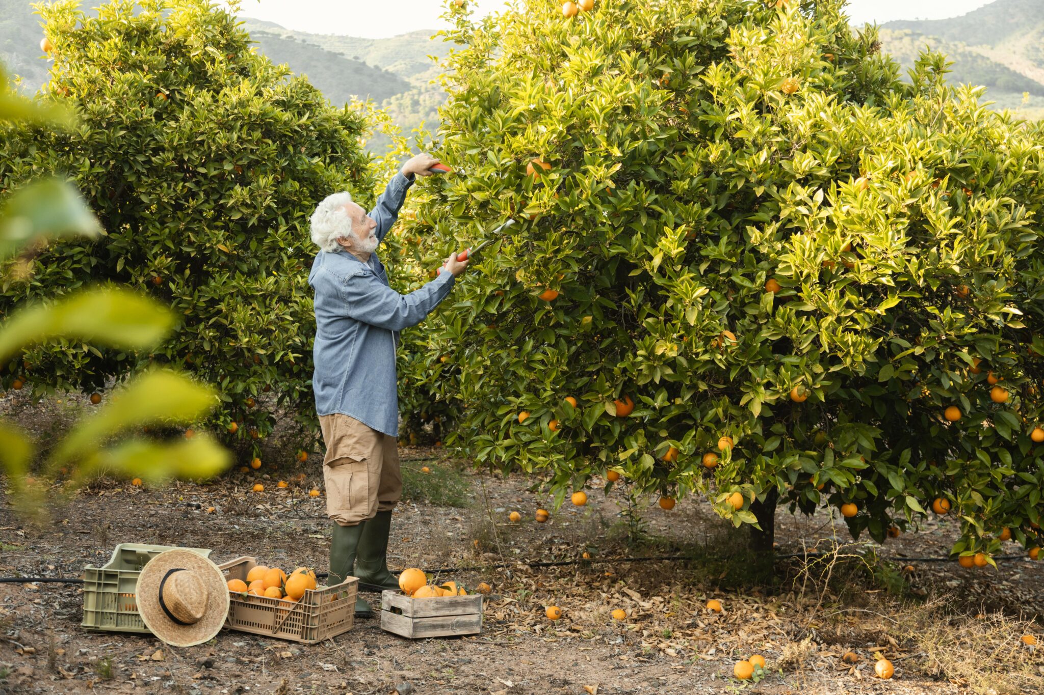 Citrus Crops and the Use of Organic Biostimulants