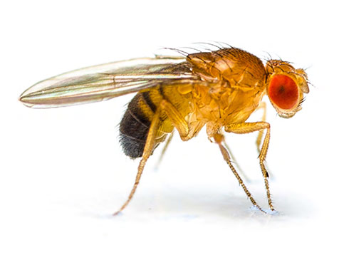 Descubre el uso del extracto de Neem para control de plagas